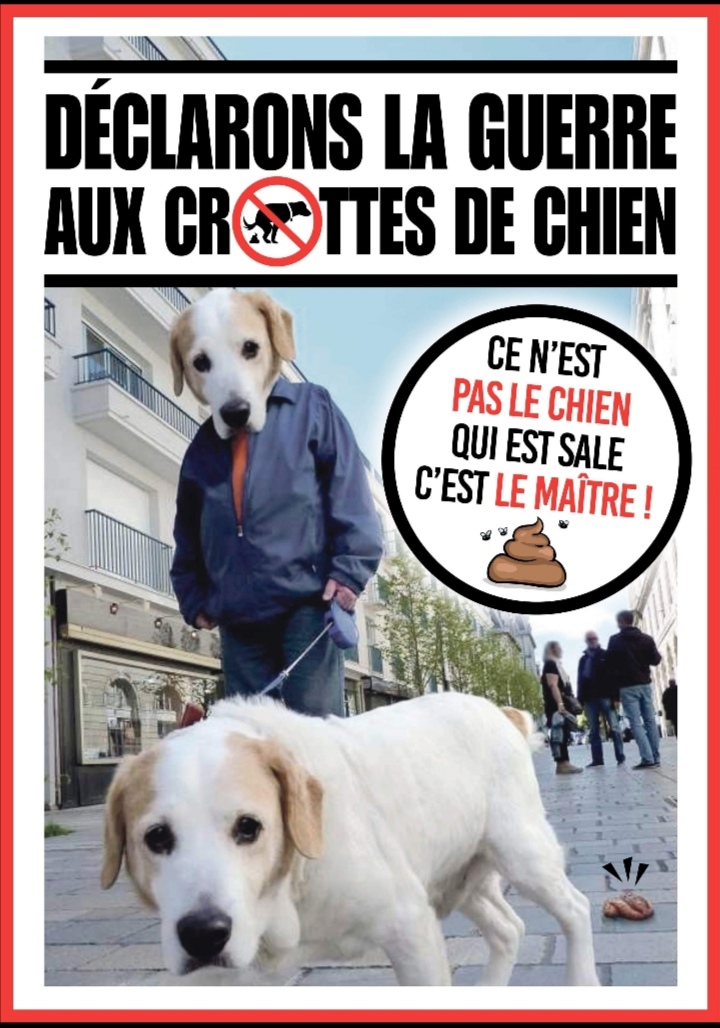 D jections Canines Mairie De Saint Yvi